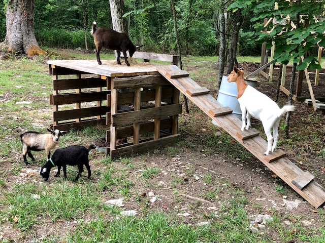 DIY Goat Playhouse & Shelter - The Little Frugal House