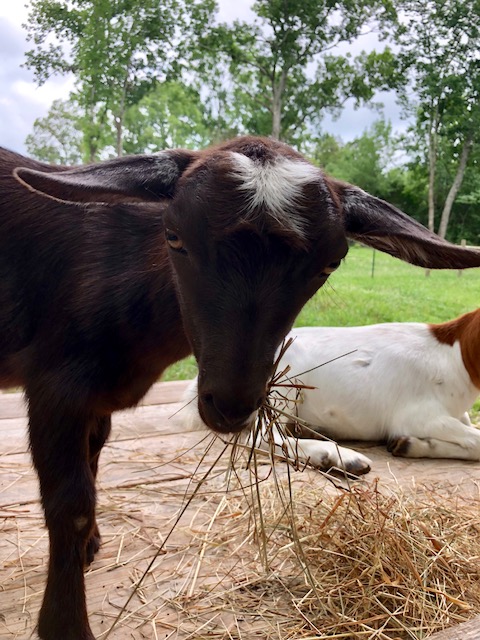 DIY Goat Playhouse & Shelter - The Little Frugal House